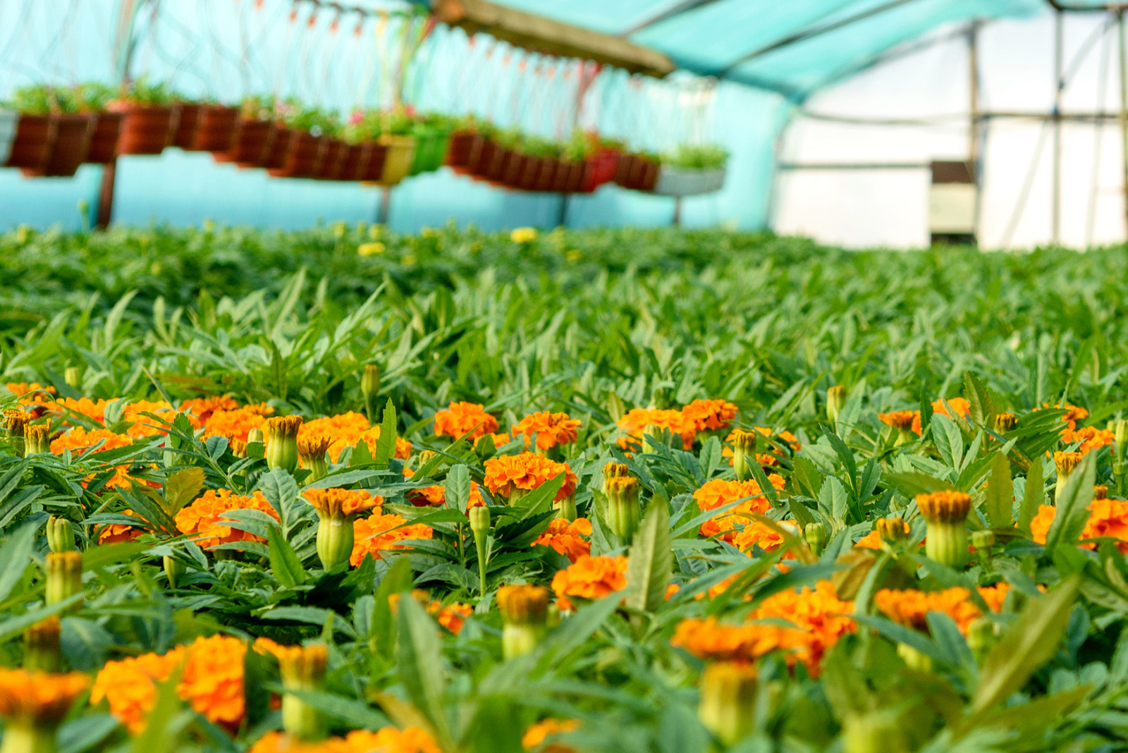 Professional Grower | Vitax