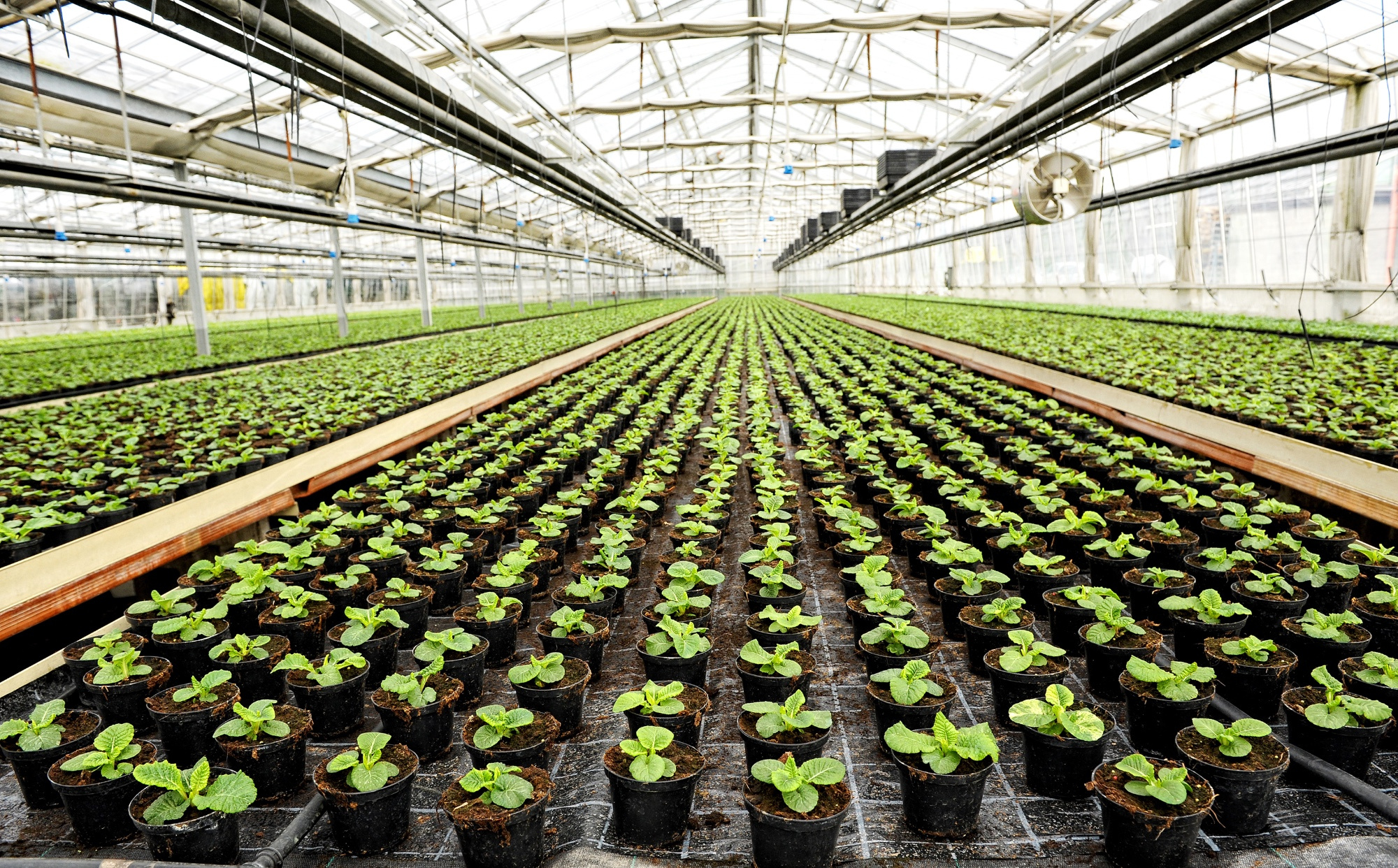 Professional Grower | Vitax