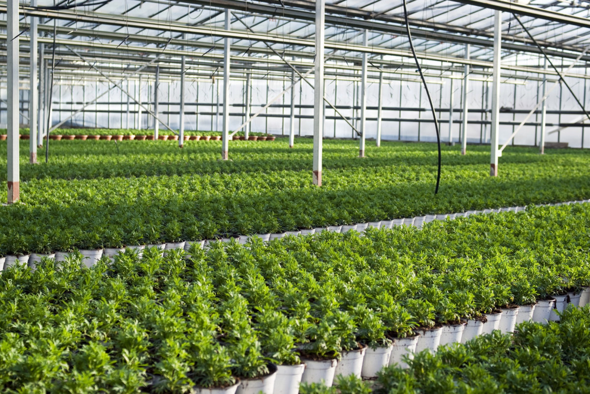Professional Grower | Vitax